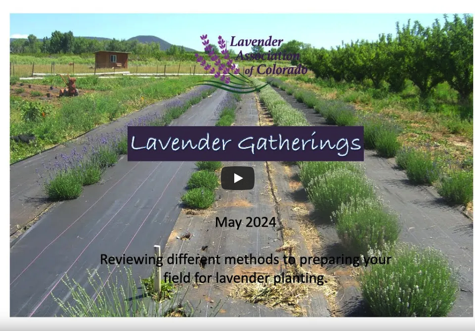 Reviewing Different Methods for Preparing Your Lavender Fields ...